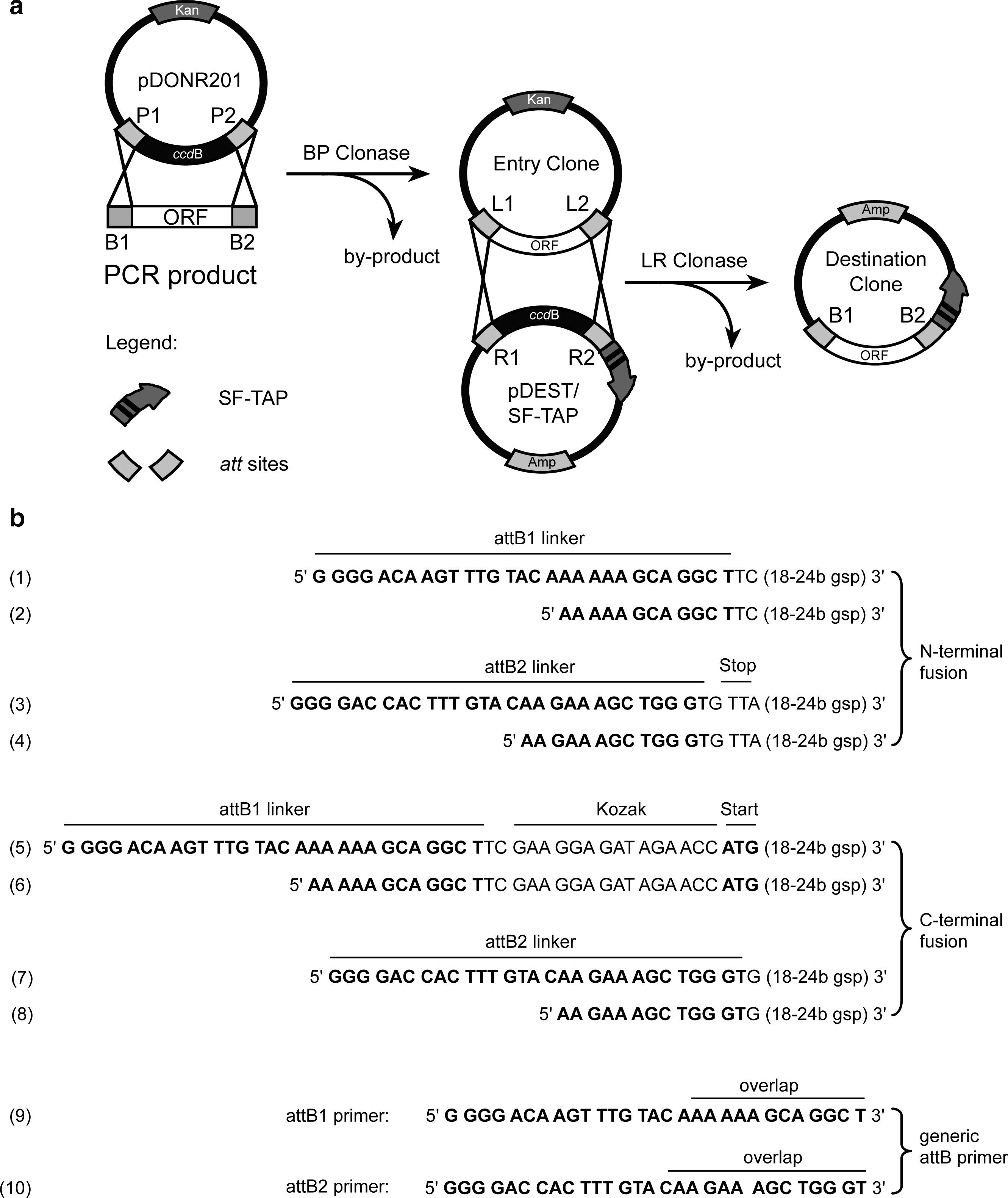 Tandem Affinity Purification of Protein Complexes from Mammalian Cells ...