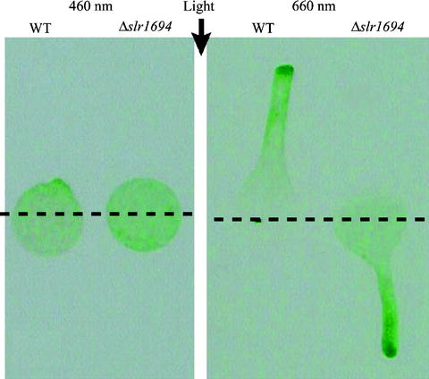 Prokaryotic Phototaxis | SpringerLink