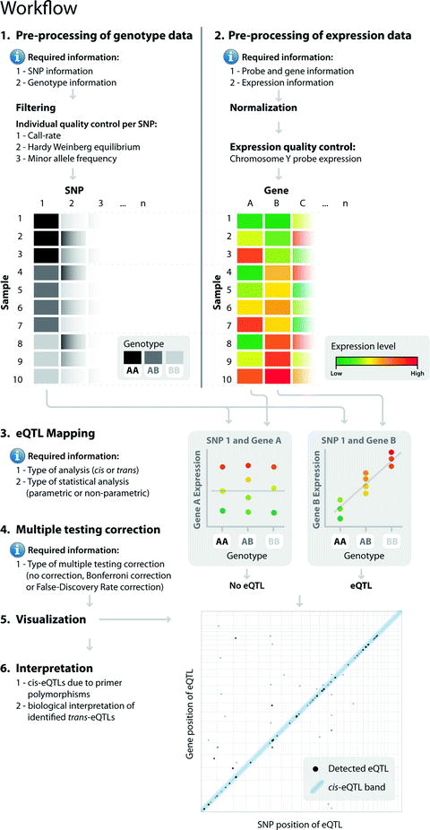 eQTL Analysis in Humans | SpringerLink