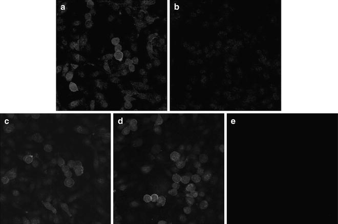 Absorption Control in Immunohistochemistry Using Phospho-Peptides ...