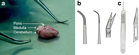 Dissection of Rodent Brain Regions | SpringerLink