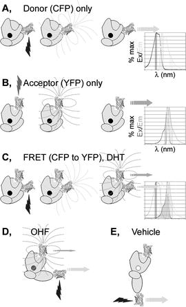 FRET Analysis of Androgen Receptor Structure and Biochemistry in Living ...