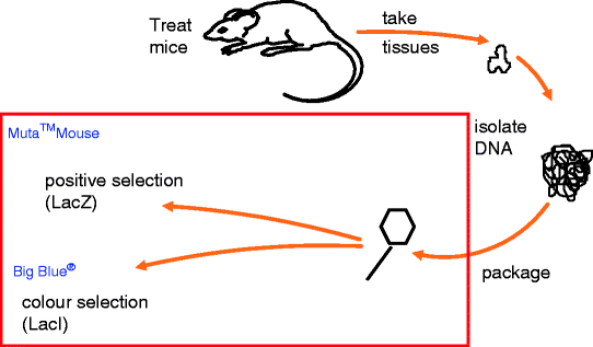 Transgenic Animal Mutation Models: A Review of the Models and How They ...