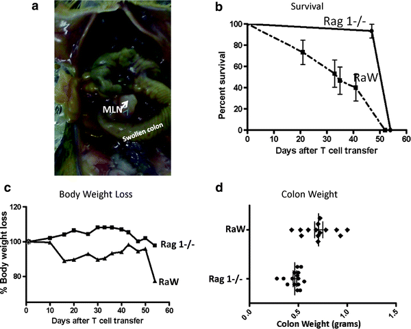 T Cell Transfer Model of Colitis: A Great Tool to Assess the ...