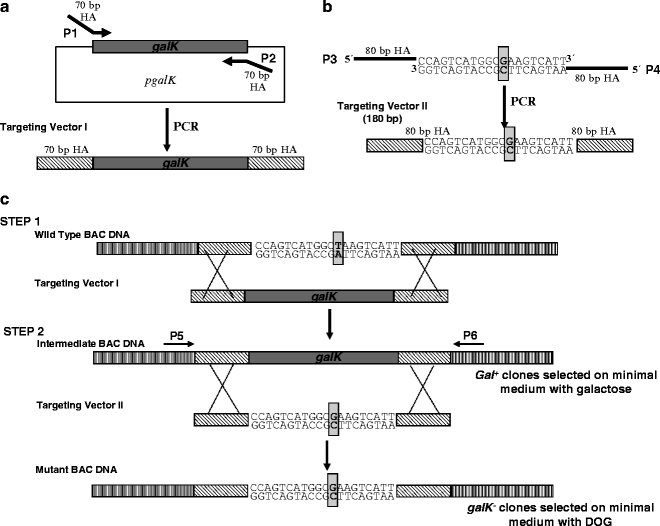 Using Recombineering to Generate Point Mutations: galK-Based Positive–Negative Selection Method ...