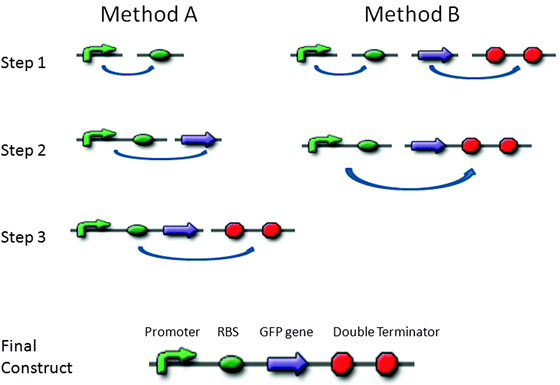 Assembly of Standardized DNA Parts Using BioBrick Ends in E. coli ...