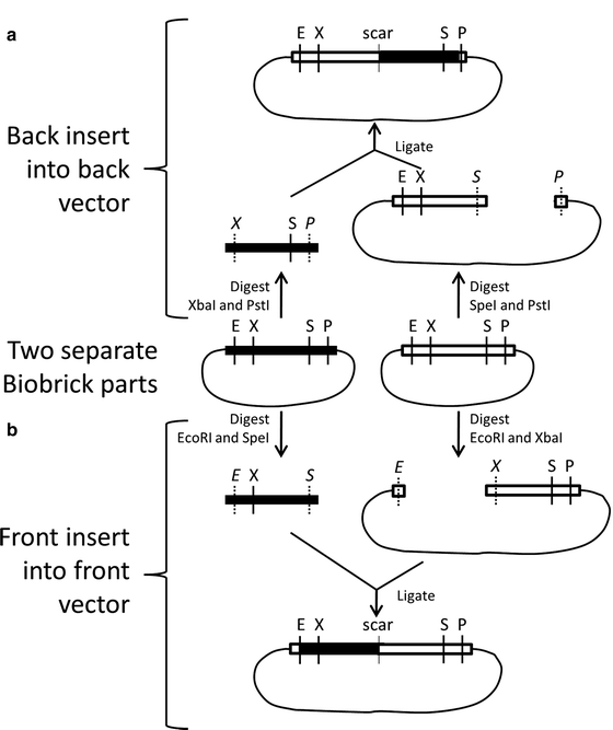 Assembly of Standardized DNA Parts Using BioBrick Ends in E. coli ...