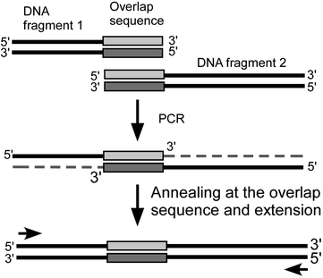 Fusion PCR via Novel Overlap Sequences | SpringerLink