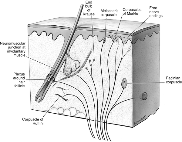 Discriminative General Senses, Crude Touch, and Proprioception ...