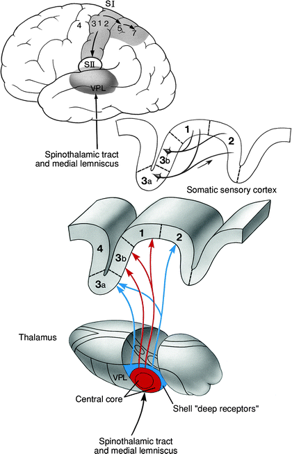 Discriminative General Senses, Crude Touch, and Proprioception ...