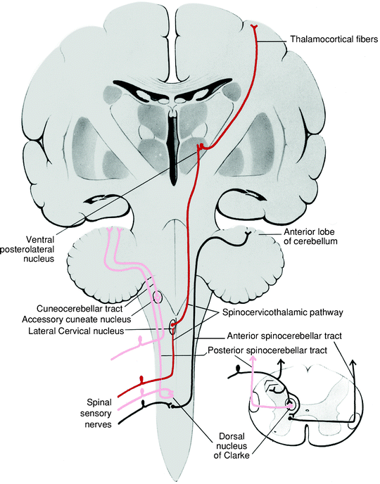 Discriminative General Senses, Crude Touch, and Proprioception ...