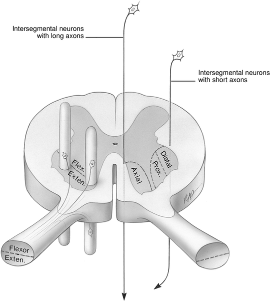 Motoneurons and Motor Pathways | SpringerLink