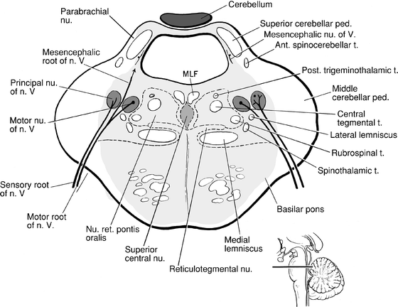 Brainstem: Medulla, Pons, and Midbrain | SpringerLink