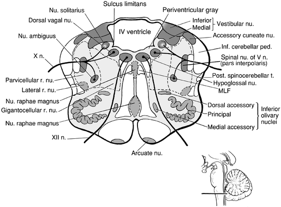 Brainstem: Medulla, Pons, and Midbrain | SpringerLink