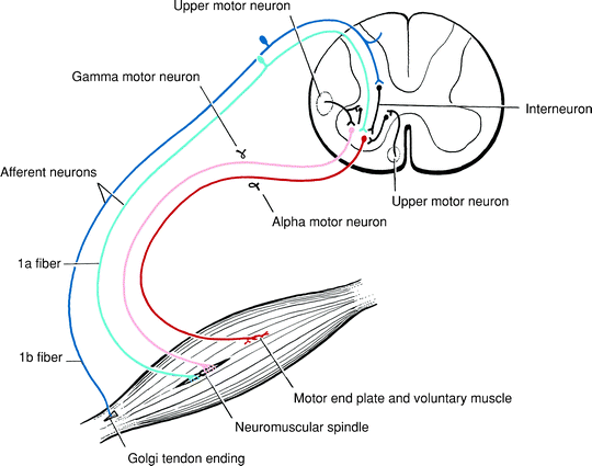 Reflexes and Muscle Tone | SpringerLink