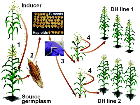 Production of Haploids and Doubled Haploids in Maize | SpringerLink