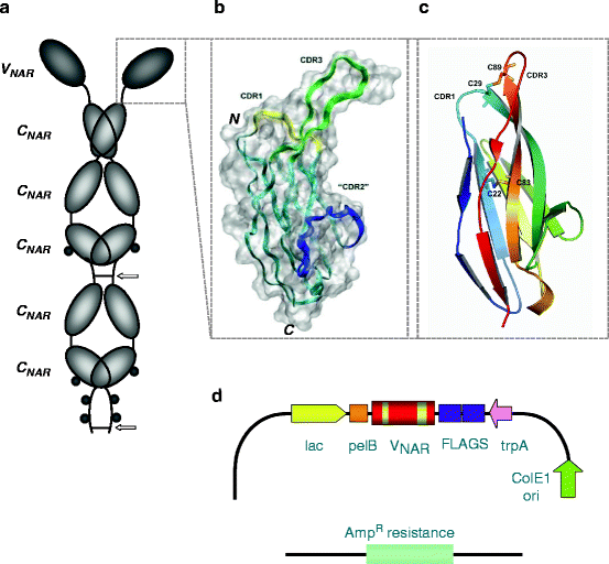 Overview and Discovery of IgNARs and Generation of VNARs | SpringerLink