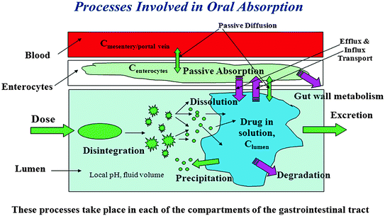 Modeling of Absorption | SpringerLink