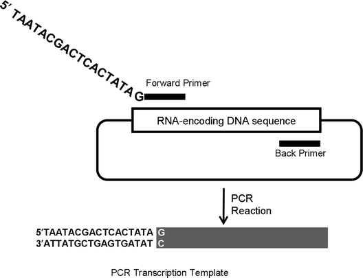 Splint Ligation of RNA with T4 DNA Ligase | SpringerLink