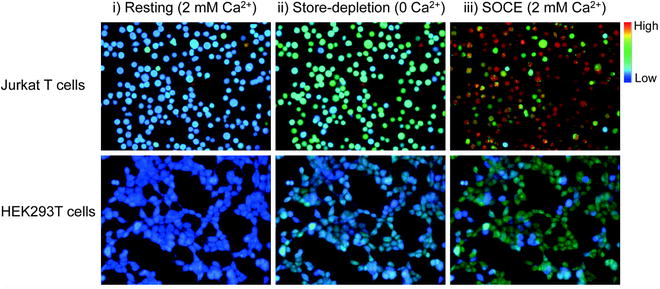 Measurement of Intracellular Ca2+ Concentration in Single Cells Using ...