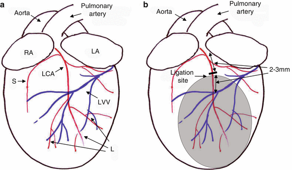 A Novel and Efficient Model of Coronary Artery Ligation in the Mouse ...