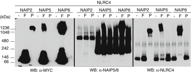 Blue Native Polyacrylamide Gel Electrophoresis to Monitor Inflammasome ...