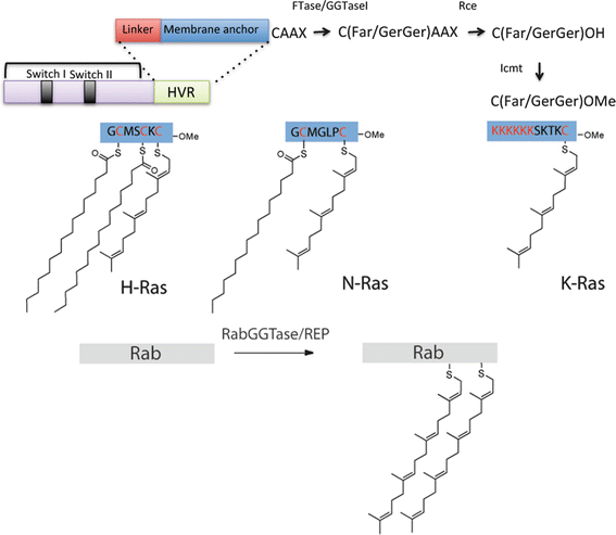 Synthesis of Lipidated Peptides | SpringerLink