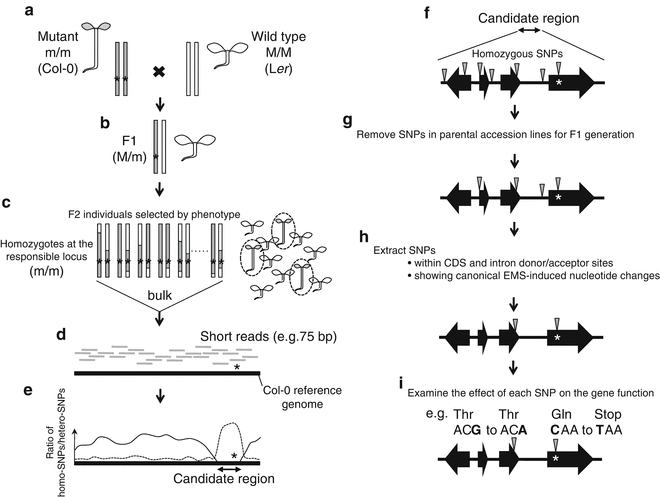 Identification of EMS-Induced Causal Mutations in Arabidopsis thaliana ...