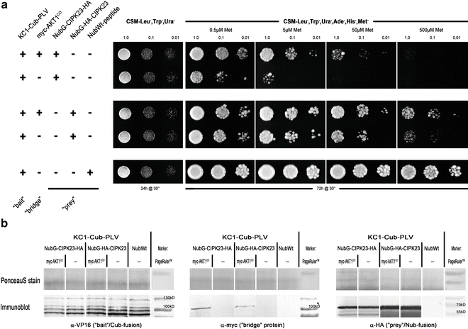 The Split-Ubiquitin System for the Analysis of Three-Component ...