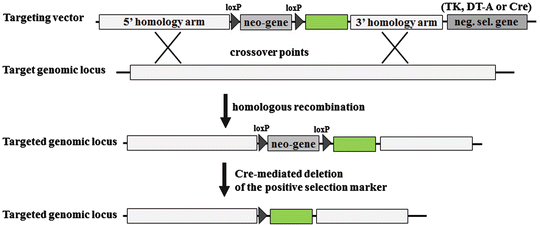 Gene Targeting in Mice: A Review | SpringerLink