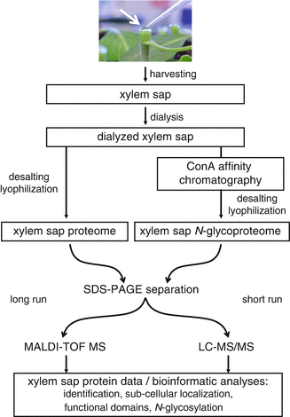 Xylem Sap Proteomics | SpringerLink