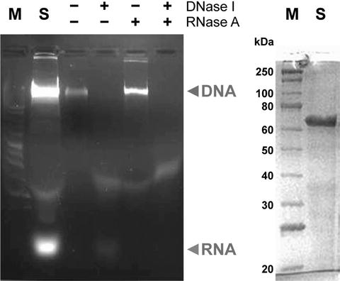 Insoluble Protein Purification with Sarkosyl: Facts and Precautions ...