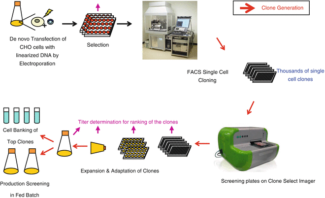 Generation of Cell Lines for Monoclonal Antibody Production | SpringerLink
