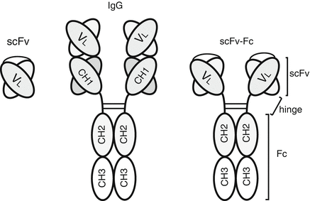 Reformatting of scFv Antibodies into the scFv-Fc Format and Their ...