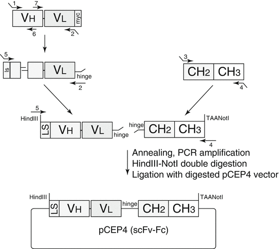 Reformatting of scFv Antibodies into the scFv-Fc Format and Their ...