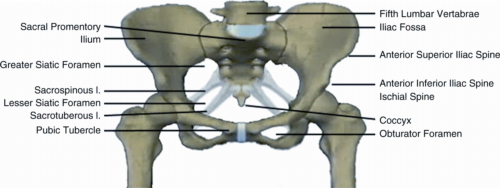 Pelvic Floor: Three-Dimensional Surgical Anatomy | SpringerLink