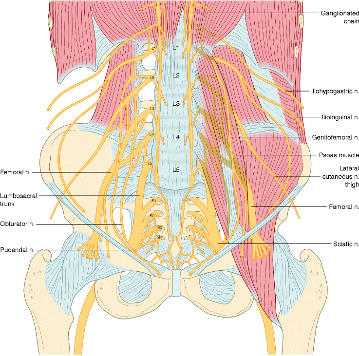 The Peripheral Nervous System: Gross Anatomy | SpringerLink