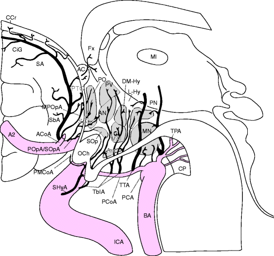 Intracranial Arterial System: Basal Perforating Arteries | SpringerLink