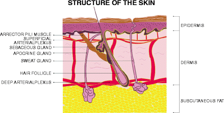 Skin: Structure and Function | SpringerLink
