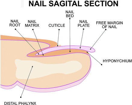 Skin: Structure and Function | SpringerLink