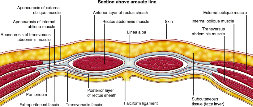Umbilical, Epigastric, and Spigelian Hernias | SpringerLink