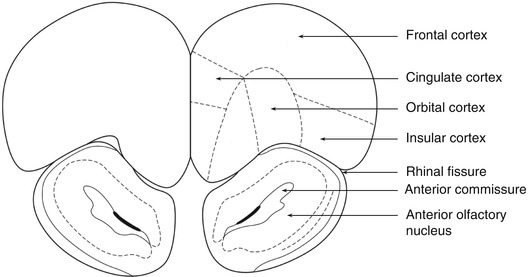Elements of Descriptive Neuroanatomy | SpringerLink
