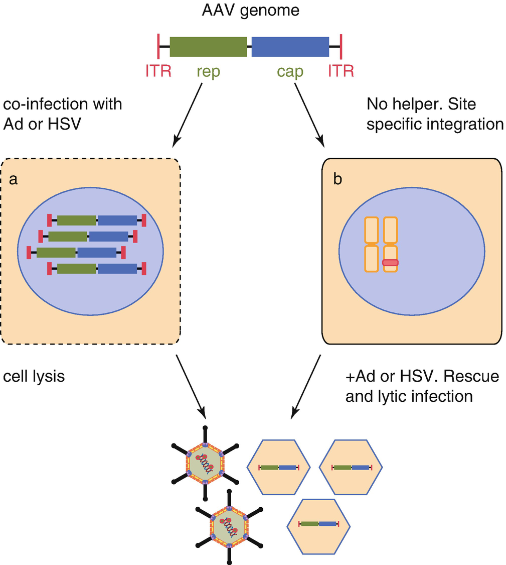 Gene Therapy | SpringerLink