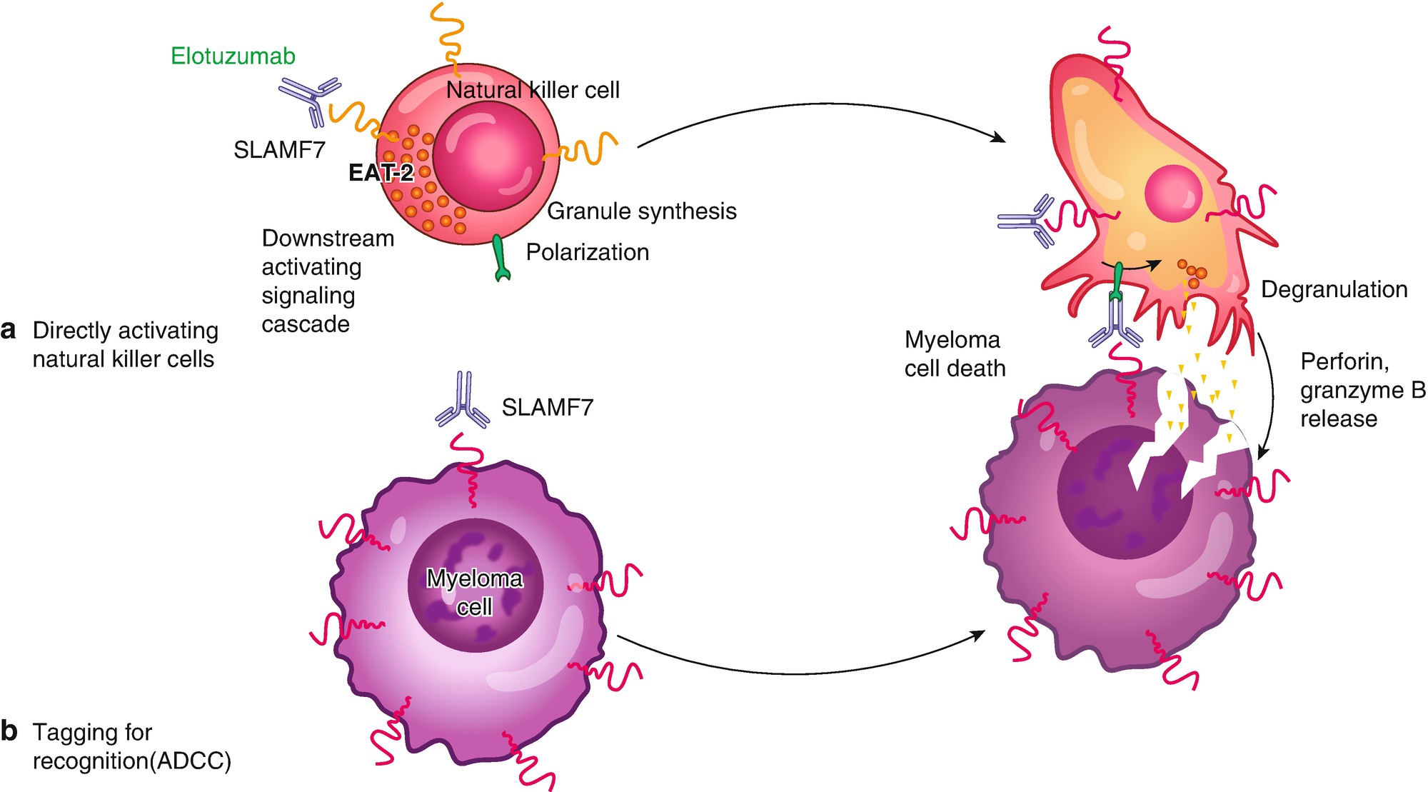 Monoclonal Antibodies in Cancer | SpringerLink