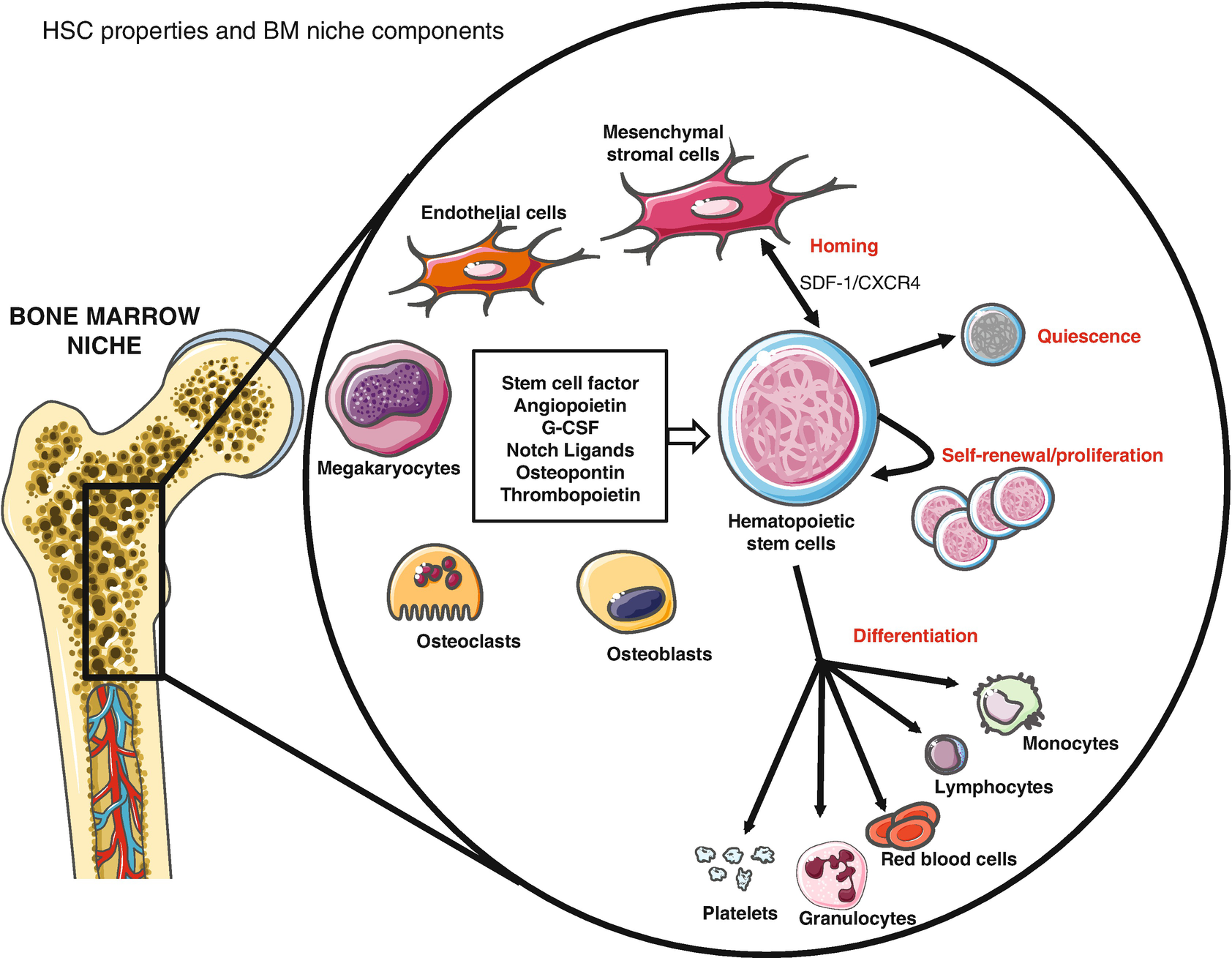 Biological Properties of HSC: Scientific Basis for HSCT | SpringerLink