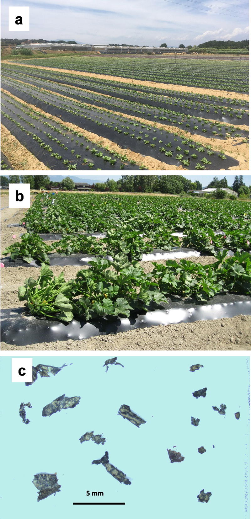 Biodegradable Plastic Mulch Films for Sustainable Specialty Crop Production | SpringerLink