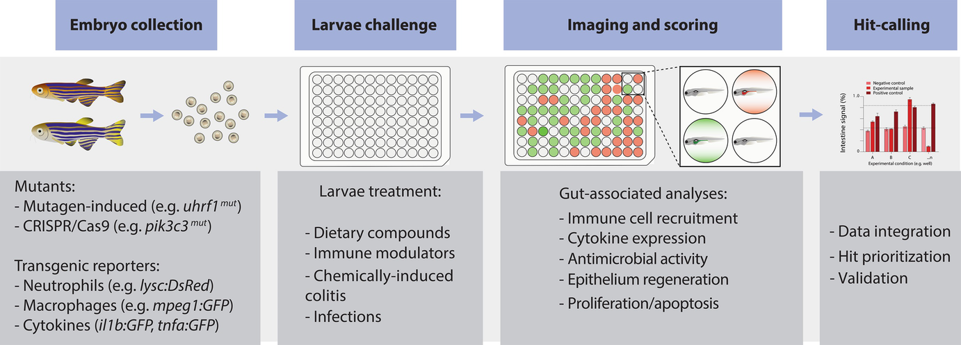 Experimental Models of Intestinal Inflammation: Lessons from Mouse and ...