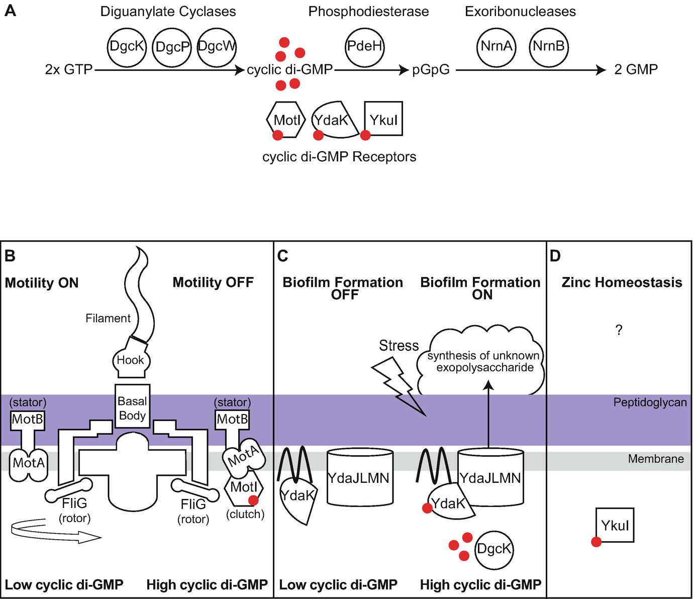 Cyclic di-GMP Signaling in Bacillus subtilis | SpringerLink