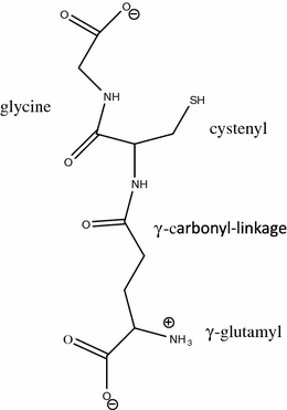 Gamma-Glutamyl Transpeptidases: Structure and Function | SpringerLink