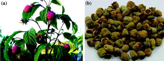 Rubus chingii 覆盆子 (Fupenzi, Immature Raspberry Fruit) | SpringerLink